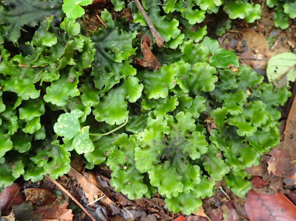 Monoclea gottschei from Alajuela Province, San Ramón, Costa Rica on ...