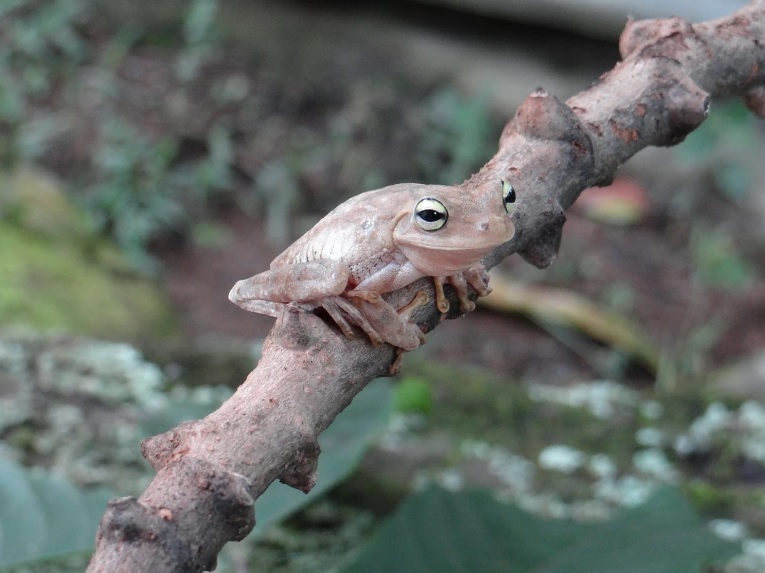 Banana Tree Dwelling Frog from Melgar, Tolima, Colombia on April 21 ...
