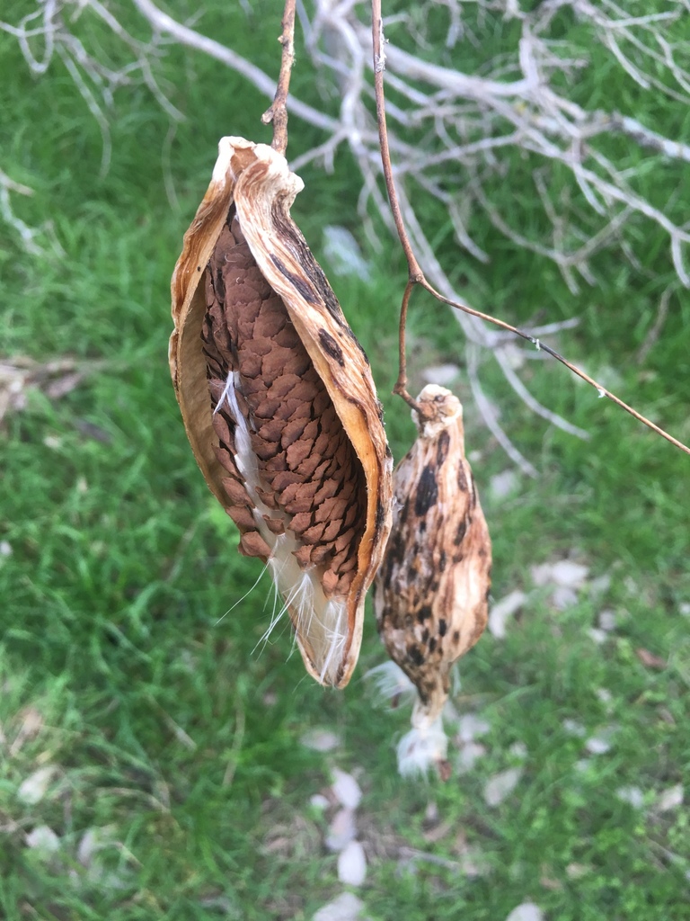 Talayote from 400 Grove Blvd, Austin, TX, US on February 27, 2018 at 05 ...