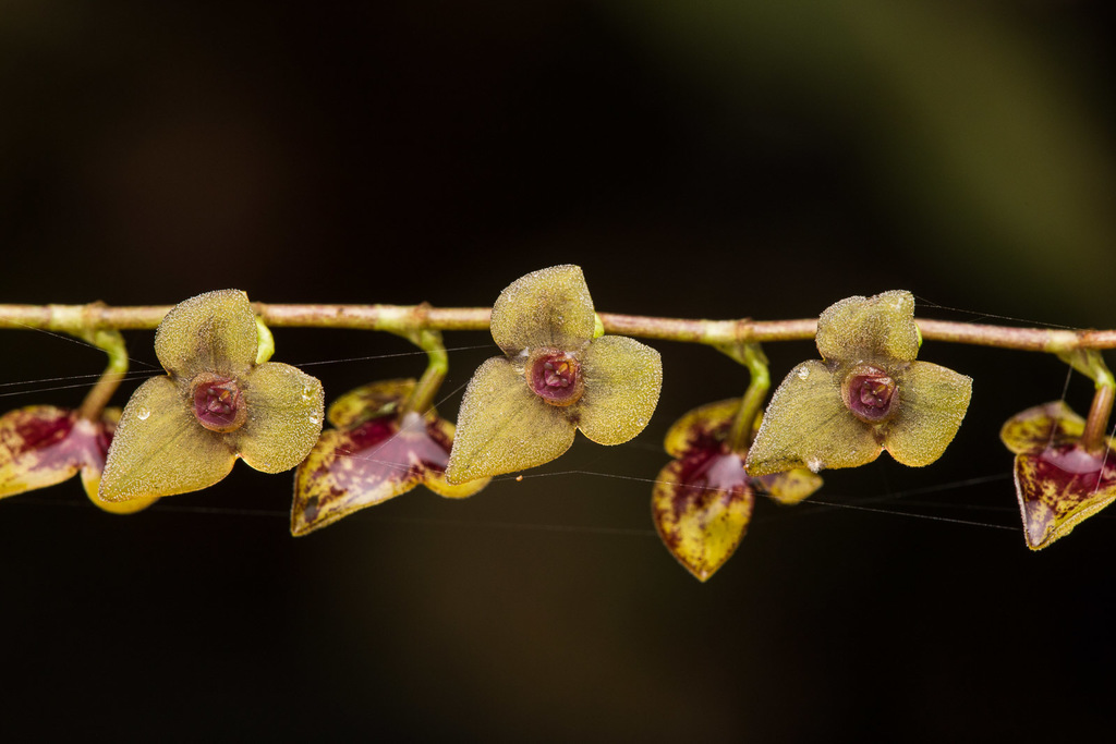 Leach Orchids from Támesis, Antioquia, Colombia on February 24, 2018 by ...