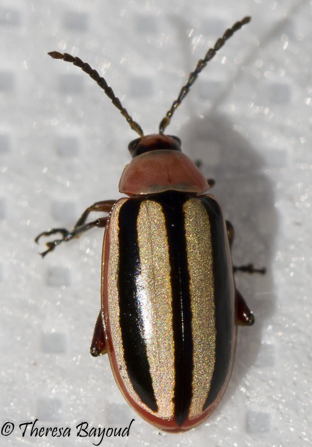 Disonycha leptolineata (Guide to Beetles of Erath County, TX) · iNaturalist