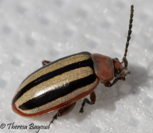 Subspecies Disonycha leptolineata texana · iNaturalist