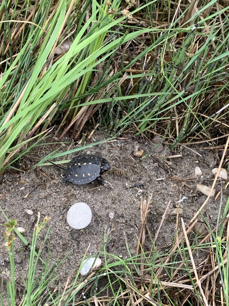 Spotted Turtle in June 2021 by Eric Carleton. By the double 20kmph sign ...