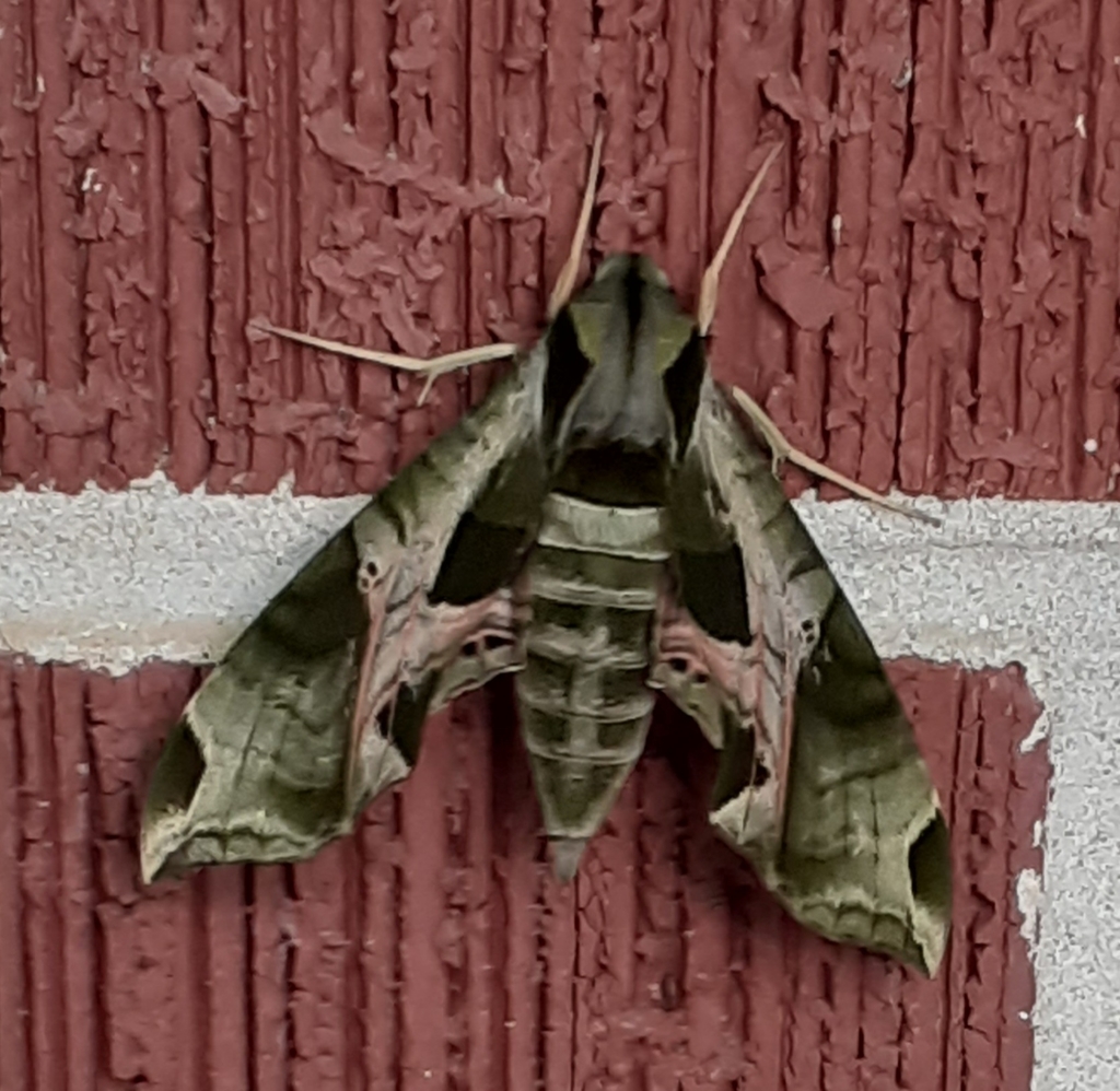 Pandorus Sphinx from Clinton, SC 29325, USA on June 20, 2021 at 05:57 ...
