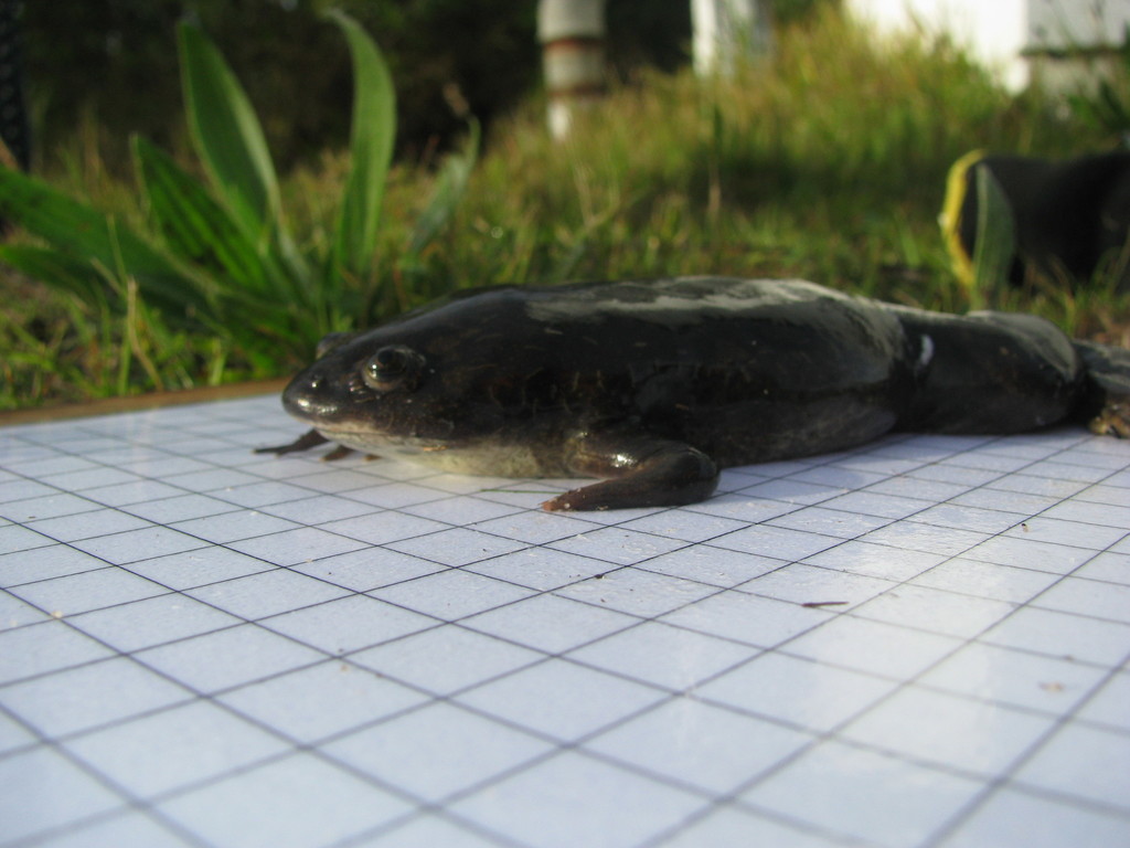 African Clawed Frog from Kenilworth, Cape Town, 7708, South Africa on ...