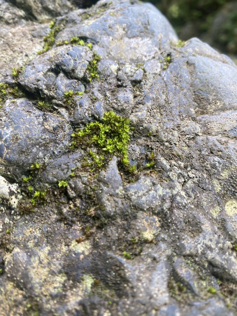 Pottiaceae from Puerto Rico, Bayamón, PR, US on June 20, 2021 at 10:56 ...