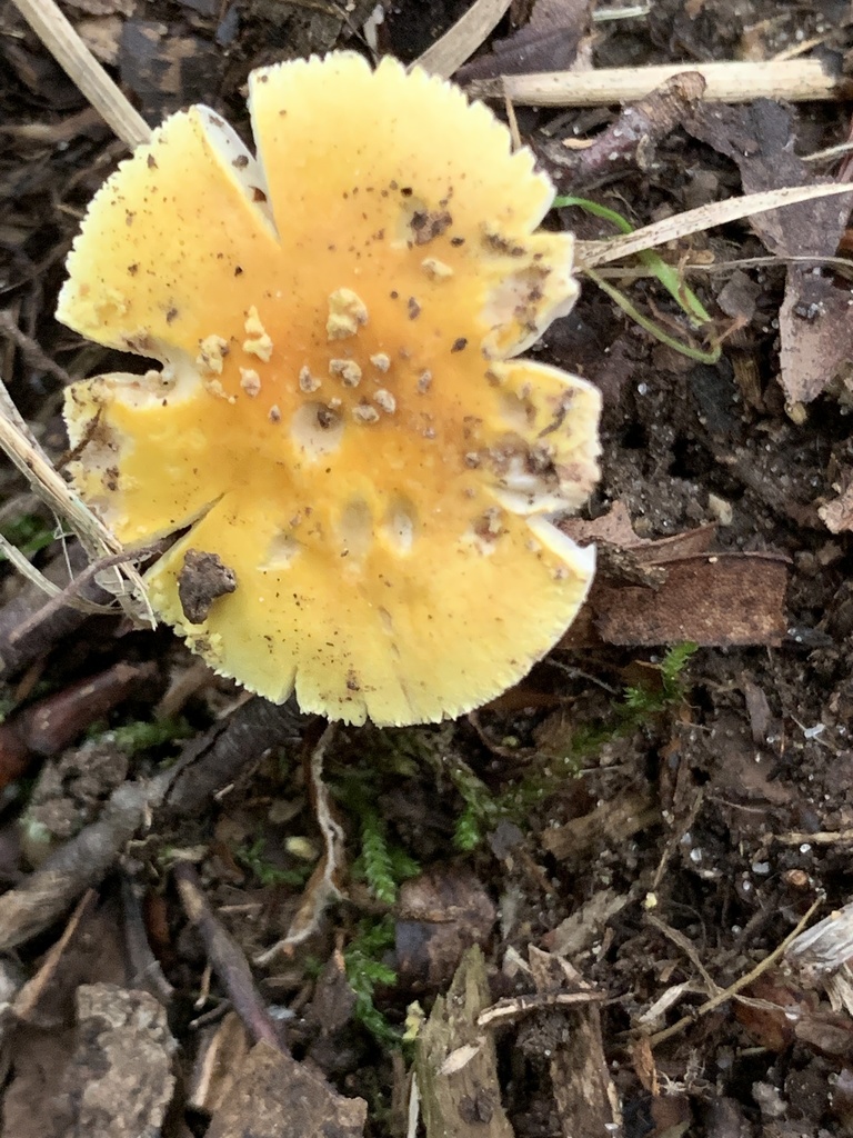 Yellow Patches from Peru, IN, US on June 21, 2021 at 04:39 PM by Wendy ...