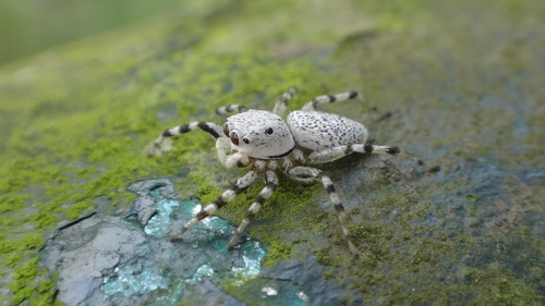 Chrysilla versicolor · iNaturalist