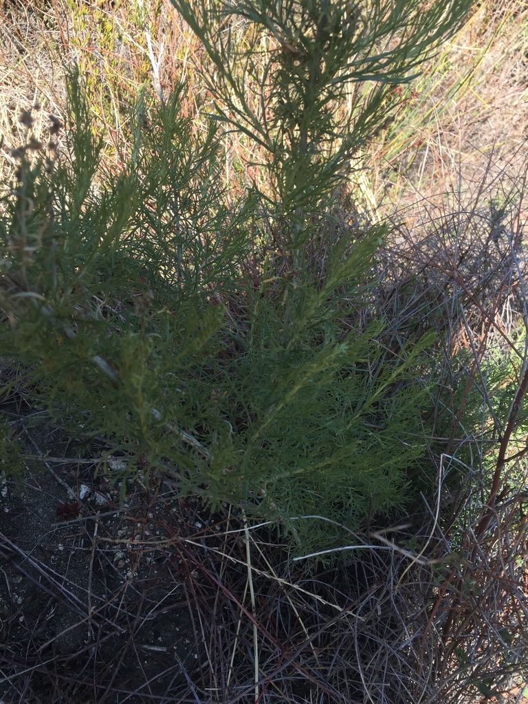 Desert Broom from Angelles National Forest, Altadena, CA, US on ...