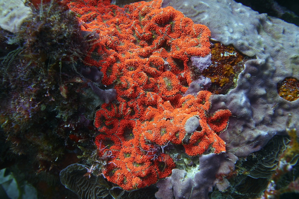 Florida Corallimorph from Arrecifes profundos de punta Cancún on ...