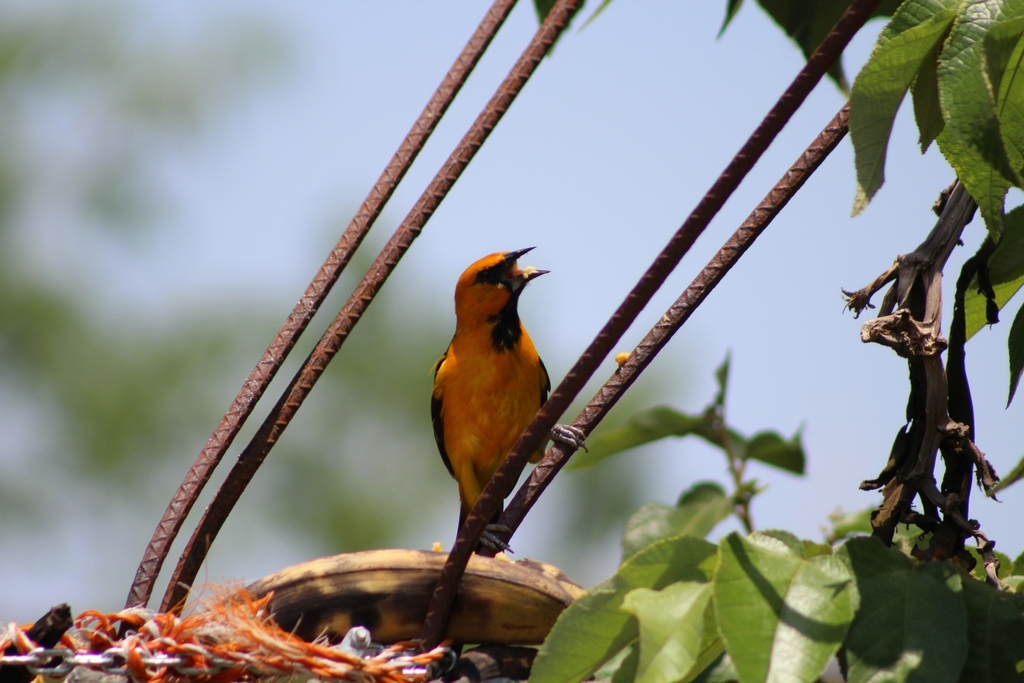 Altamira Oriole from Antonio Ruiz 92, Centro, 86220 Centro, Tab ...