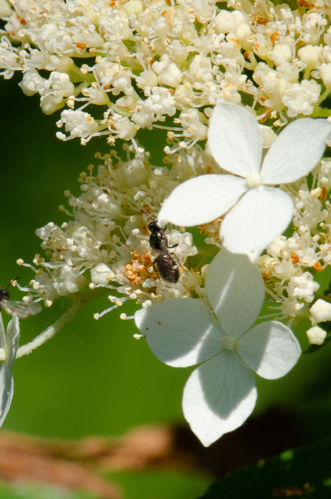 Zadontomerus from The Southampton, St. Louis, MO 63109, USA on June 22 ...