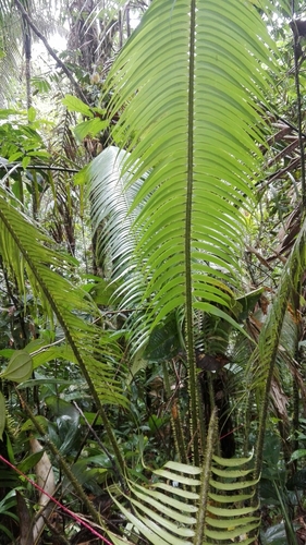 Chigua (Zamia chigua) · iNaturalist Ecuador