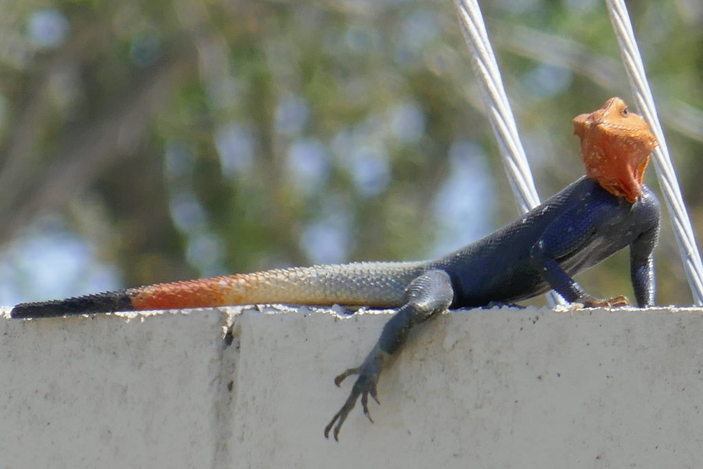 Peters's Rock Agama from 2926 SE Waaler St, Stuart, FL 34997, USA on ...