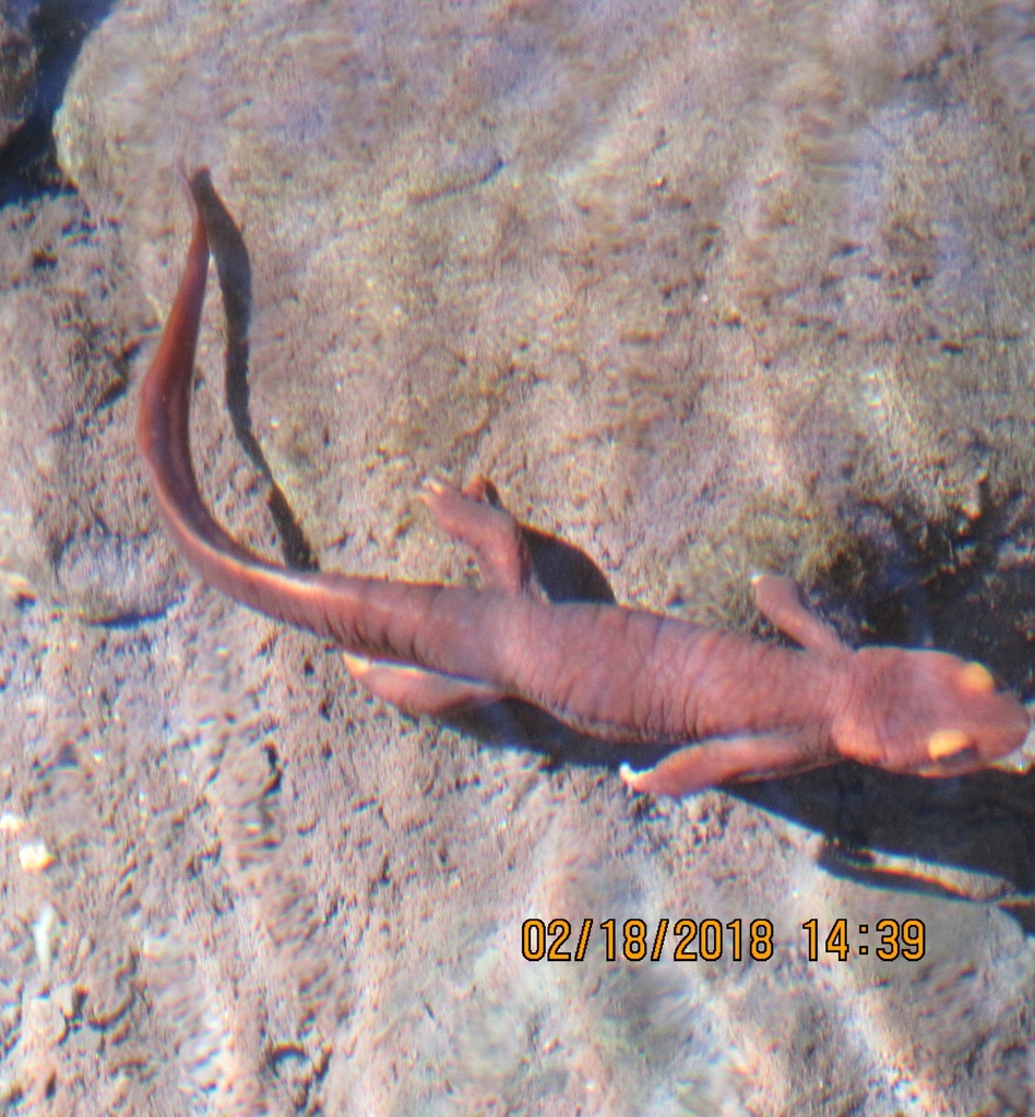 California Newt in February 2018 by Brian Hinds · iNaturalist