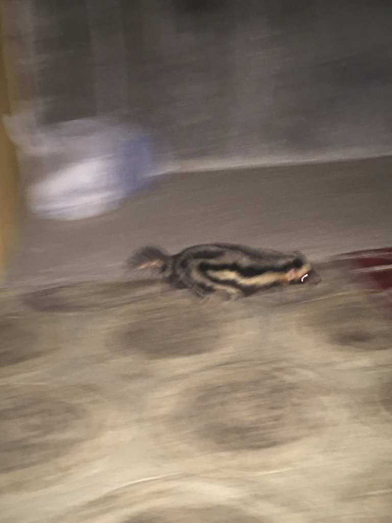 Pygmy Spotted Skunk from Calle Milagro, Sayulita, NAY, MX on February ...