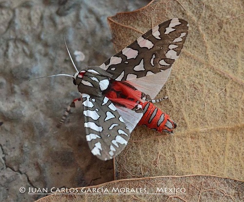 Polilla tigre pintada (Arachnis dilecta)