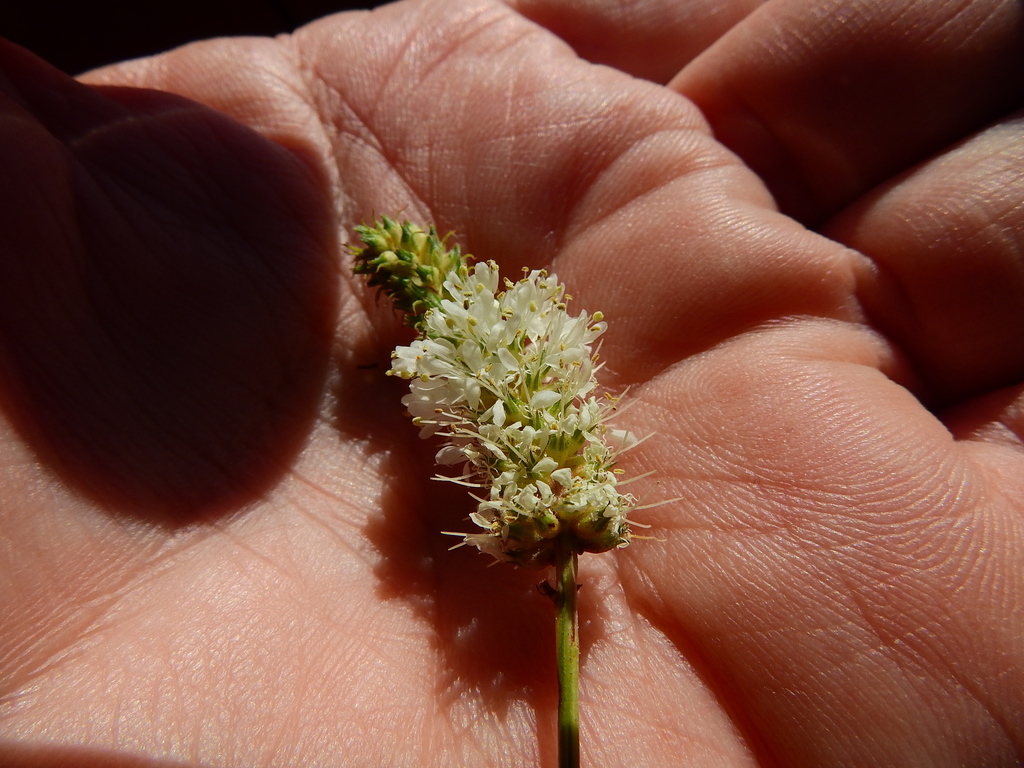 white prairie clover from Montague County, TX, USA on June 22, 2021 at ...