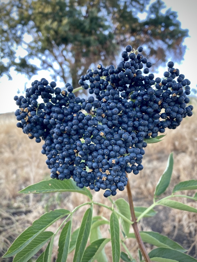 blue elder from CA-128, Winters, CA, US on June 22, 2021 at 07:52 PM by ...