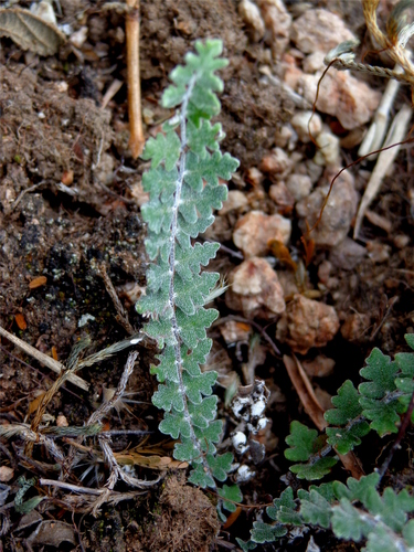 Mexican Cloak Fern (Notholaena aliena) · iNaturalist