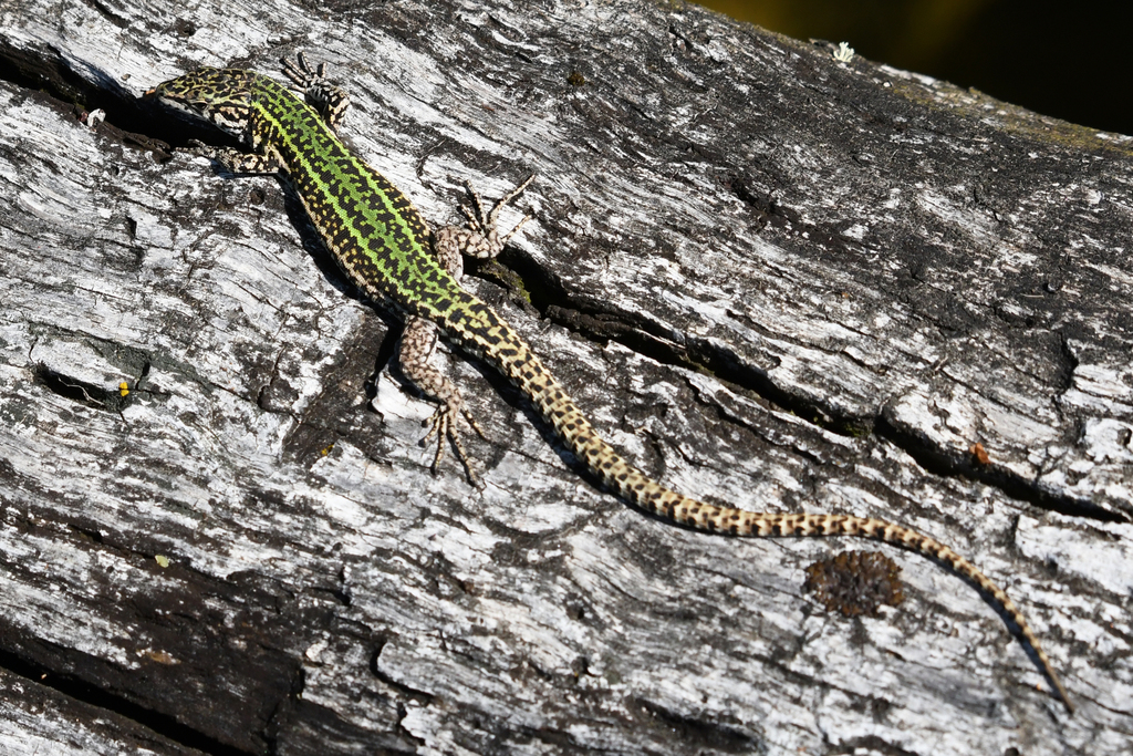 Bocage's Wall Lizard from Montalegre, 5470, Portugal on June 12, 2021 ...