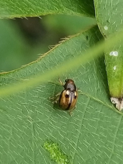 Pagria signata from Sai Kung, Hong Kong on June 23, 2021 at 12:23 PM by ...