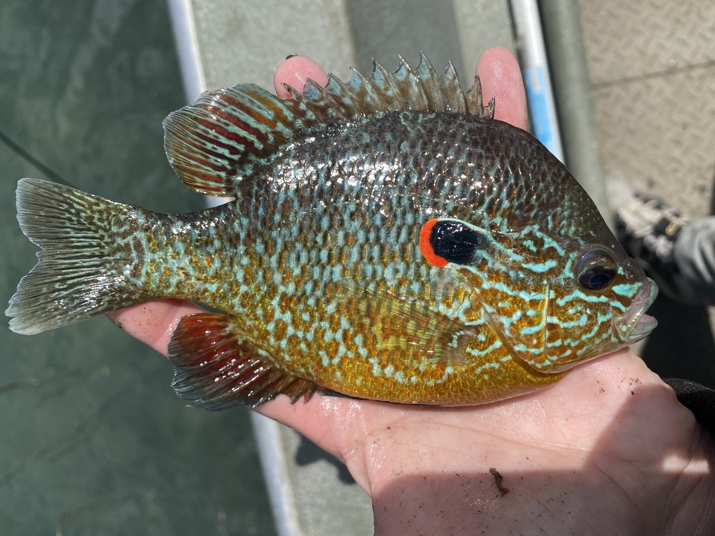 Pumpkinseed × Northern Sunfish from Harsens Island, Clay, MI, US on ...