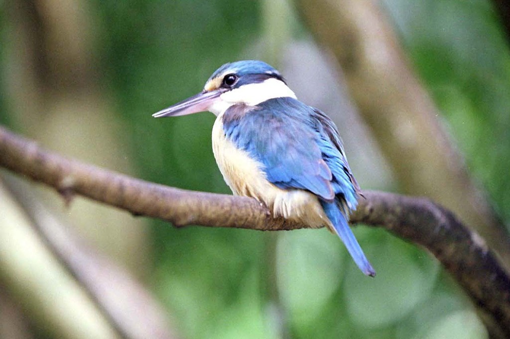 Forest Kingfisher from Daintree QLD 4873, Australia on December 30 ...