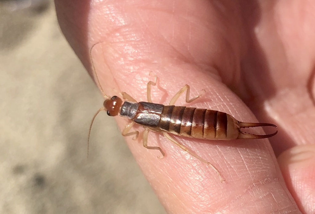 Shore Earwig from 高砂町向島町, 高砂市, 兵庫県, JP on April 18, 2019 at 10:05 AM by ...