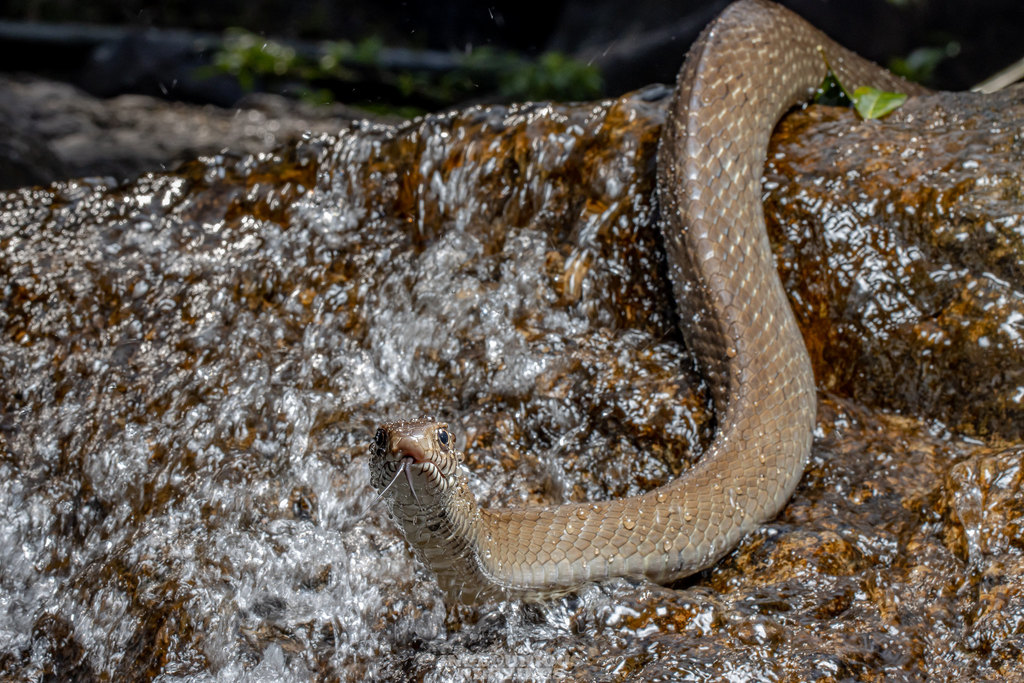 Oriental Rat Snake in August 2020 by Artur Tomaszek · iNaturalist