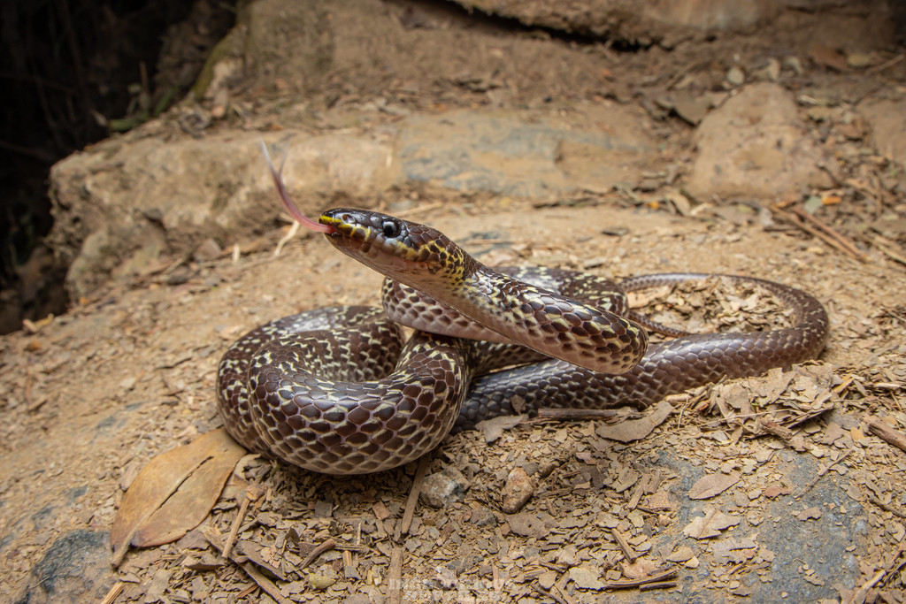 Common Wolf Snake in January 2021 by Artur Tomaszek · iNaturalist