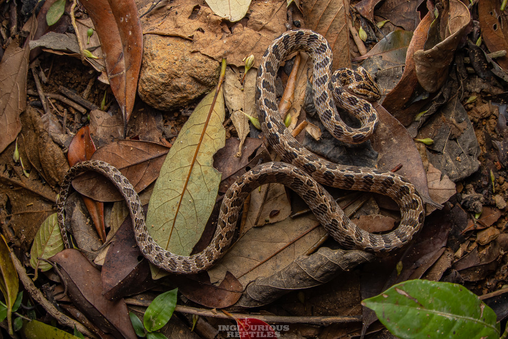 Many-spotted Cat Snake in March 2021 by Artur Tomaszek · iNaturalist
