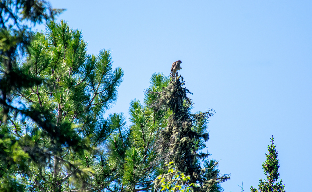 Merlin from La Tuque, QC, Canada on June 20, 2021 at 08:55 AM by Jean ...