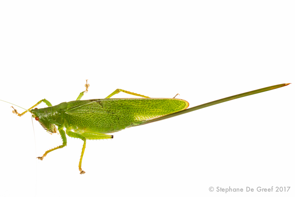 Copiphora brevirostris from Panama on June 16, 2017 by Stéphane De ...