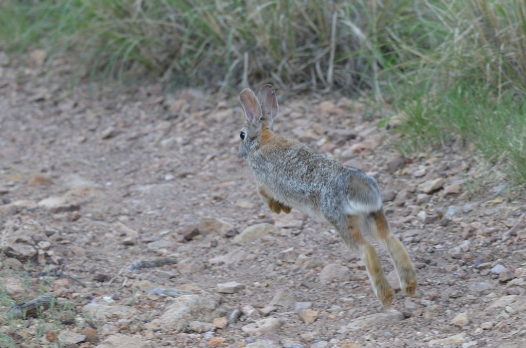 Robust Cottontail in June 2017 by Aidan Place · iNaturalist