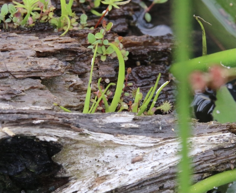 Sundews from Hamilton, NJ, USA on June 19, 2021 at 12:12 PM by Zane ...