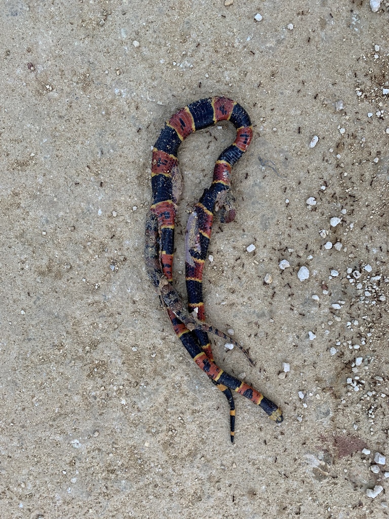 Scarletsnake in November 2020 by Zack Vegso. This observation is for ...