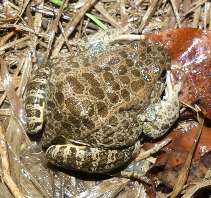 Crawfish Frog in February 2018 by Tony Gerard. Went looking for ...