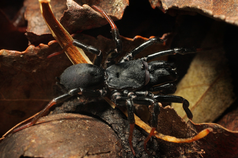 Atlantic Purseweb Spider from 134 Drake Road Donalds SC on May 19, 2008 ...