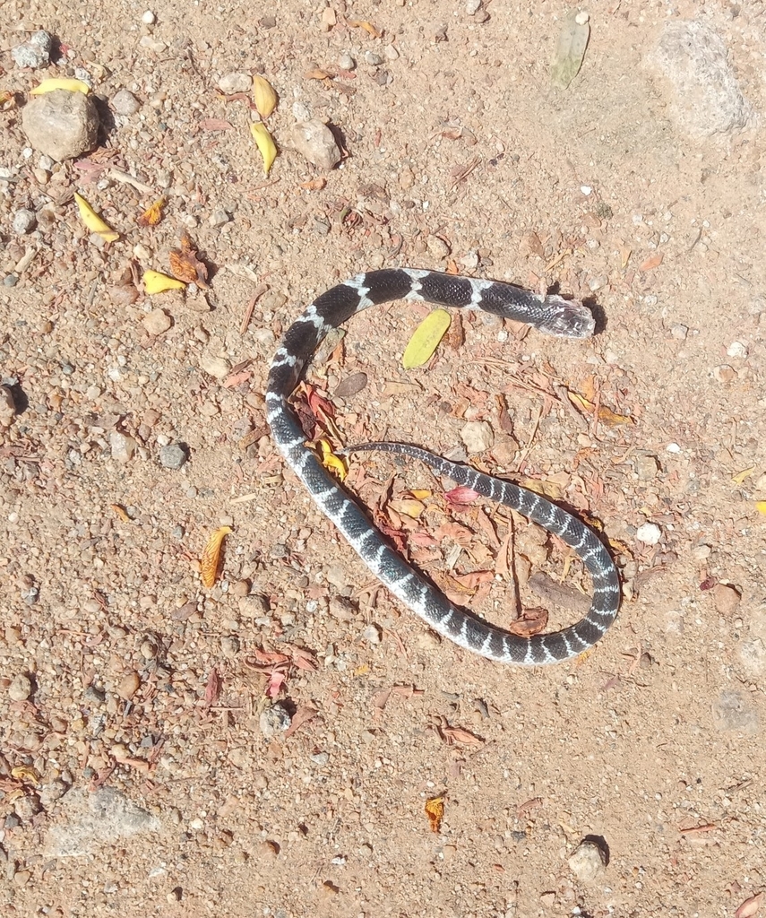 Common Krait from Bogigoundendasarapatti, Tamil Nadu, India on May 31 ...
