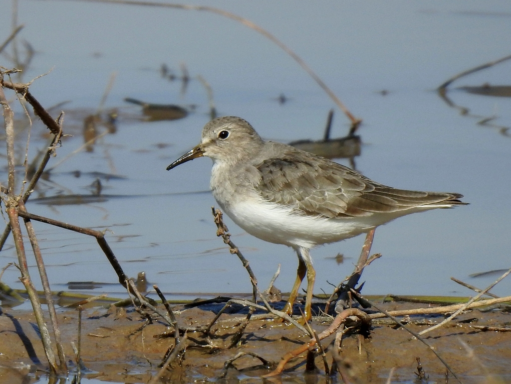 Temminck's Stint from Phon Sung, Ban Dung District, Udon Thani 41190, Thailand on December 19 ...