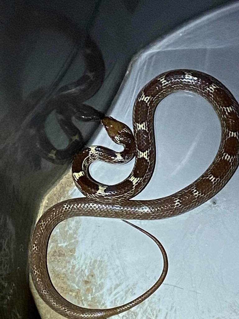 Indian Wolf Snake from Saint Andre, Réunion on June 23, 2021 at 10:48 ...