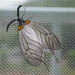 White-tailed zygaenid moth (Elcysma westwoodii) · iNaturalist