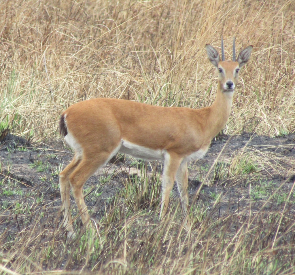 Oribis (Ourebia) - Know Your Mammals