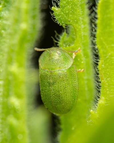 Cassida pusilla · iNaturalist
