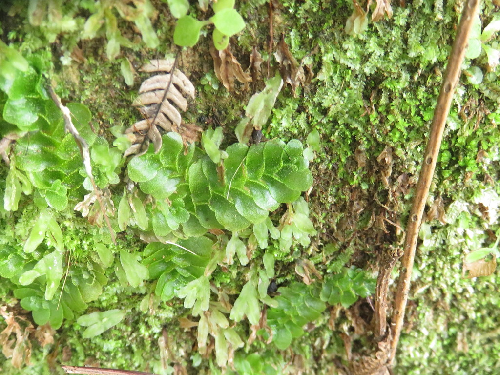 Treubia lacunosa from Haywards, Lower Hutt, New Zealand on March 3 ...