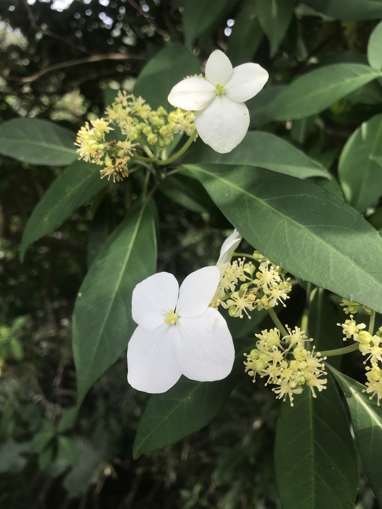 Chinese Hydrangea from No. 705-1 Songshan Road, Taipei, Taipei, TW on ...