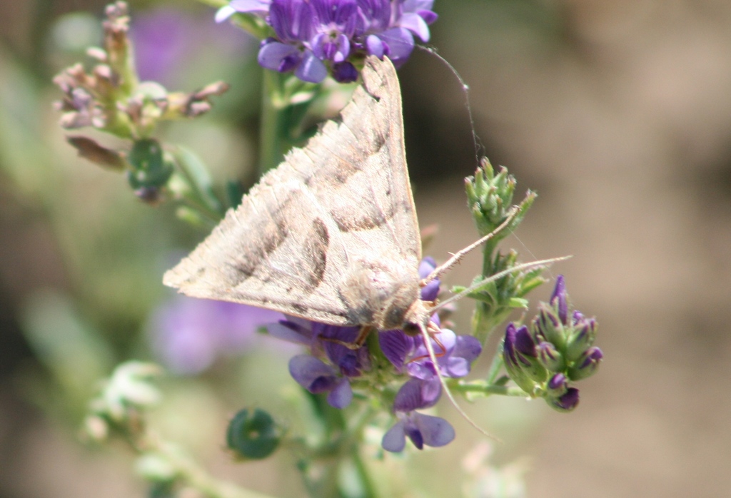 Clover Looper Moth from Contra Costa County, CA, USA on August 17, 2011 ...