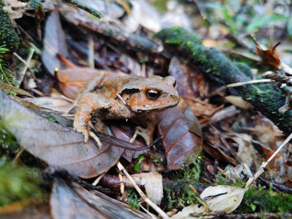 Earless Toad in June 2021 by 黄秦 · iNaturalist