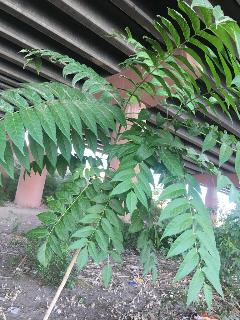 tree-of-heaven from Maricopa County, AZ, USA on June 24, 2021 at 08:11 ...